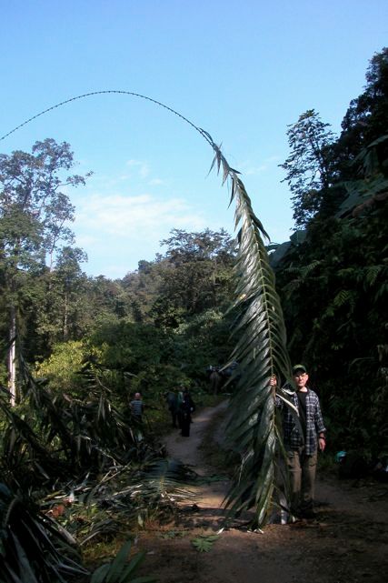 Plectocomia assamica - Palmpedia - Palm Grower's Guide