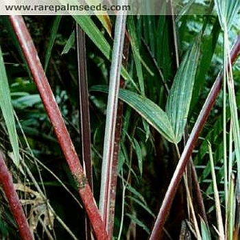 Prestoea acuminata - Palmpedia - Palm Grower's Guide