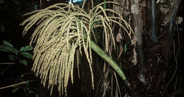 Vonitra perrieri - Palmpedia - Palm Grower's Guide