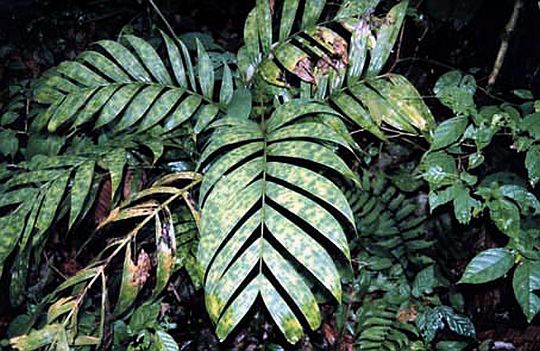 Pinanga aristata - Palmpedia - Palm Grower's Guide