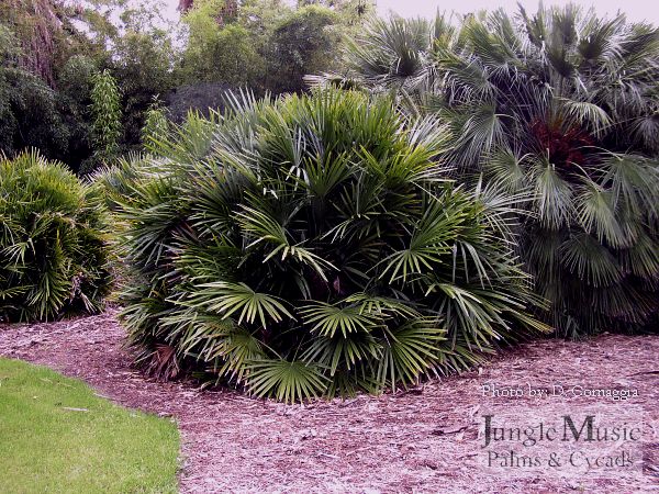 Rhapidophyllum hystrix - Palmpedia - Palm Grower's Guide