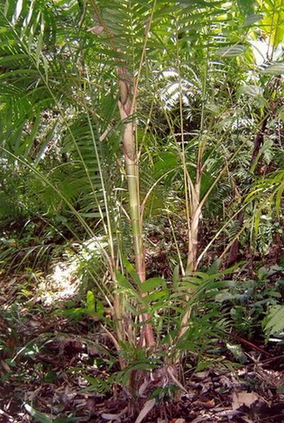 Nenga pumila var. pumila - Palmpedia - Palm Grower's Guide