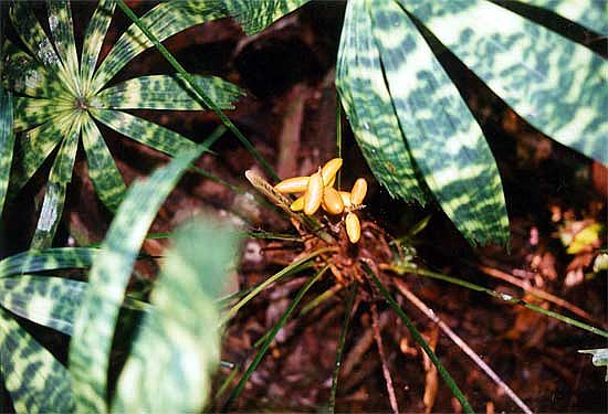 Licuala mattanensis - Palmpedia - Palm Grower's Guide