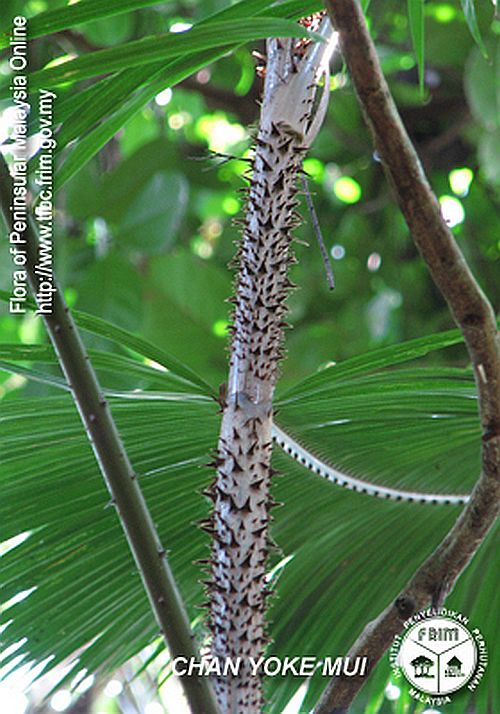 Daemonorops angustifolia - Palmpedia - Palm Grower's Guide