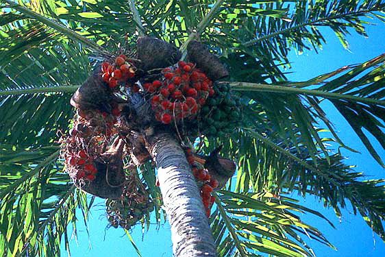Bactris gasipaes - Palmpedia - Palm Grower's Guide