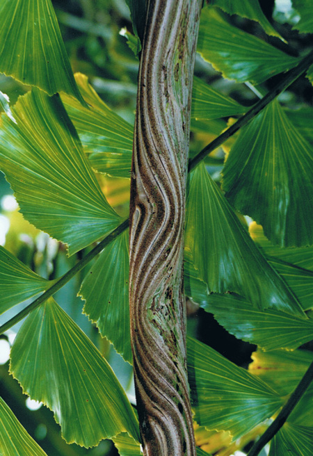 Caryota sp. 'twistus' - Palmpedia - Palm Grower's Guide