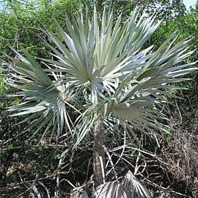 Coccothrinax boschiana - Palmpedia - Palm Grower's Guide
