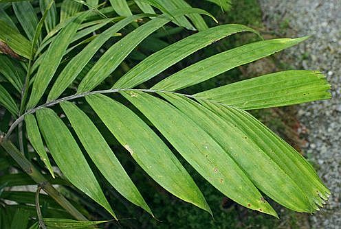 Pinanga riparia - Palmpedia - Palm Grower's Guide