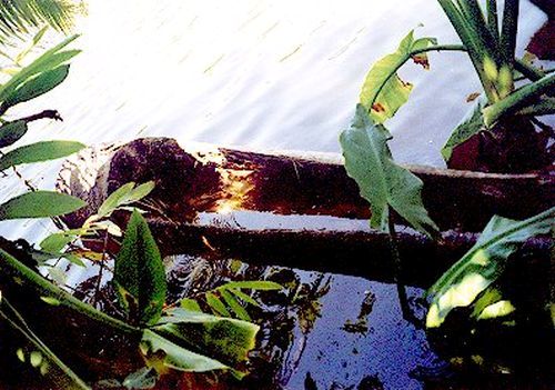 Ravenea musicalis - Palmpedia - Palm Grower's Guide