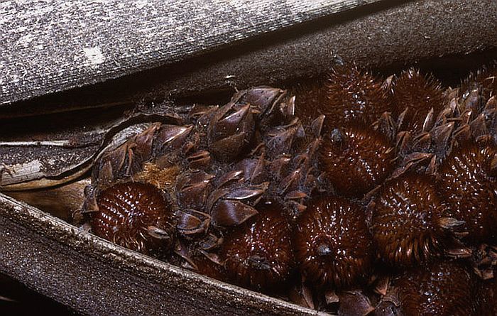 Salacca wallichiana - Palmpedia - Palm Grower's Guide