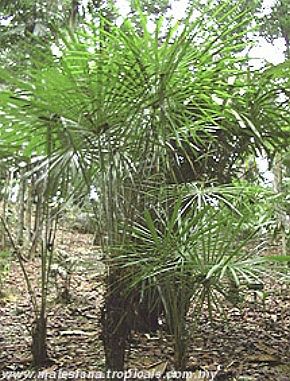 Licuala bidentata - Palmpedia - Palm Grower's Guide