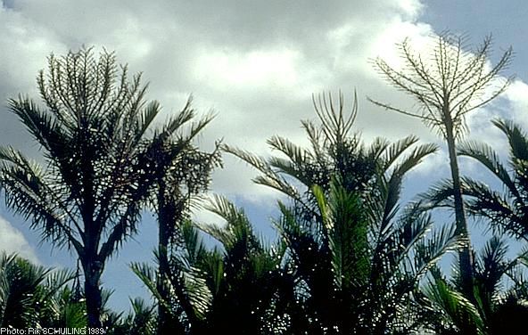 Metroxylon sagu - Palmpedia - Palm Grower's Guide
