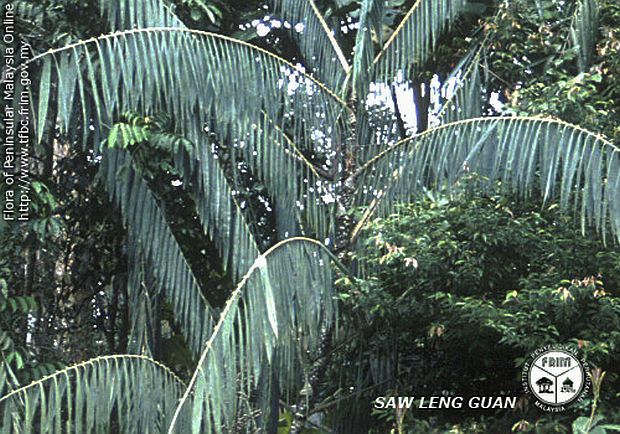 Calamus manan - Palmpedia - Palm Grower's Guide