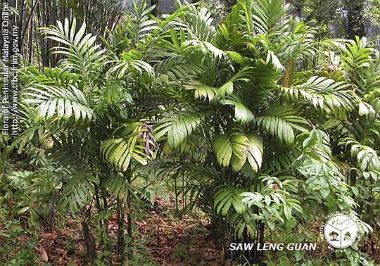 Pinanga singaporensis - Palmpedia - Palm Grower's Guide