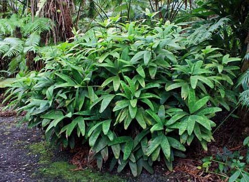 Pinanga disticha - Palmpedia - Palm Grower's Guide