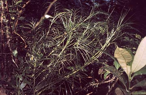 Pinanga rivularis - Palmpedia - Palm Grower's Guide