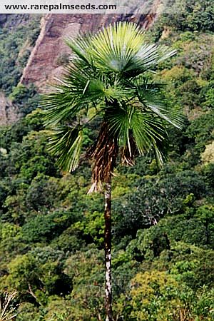 Trachycarpus martianus - Palmpedia - Palm Grower's Guide