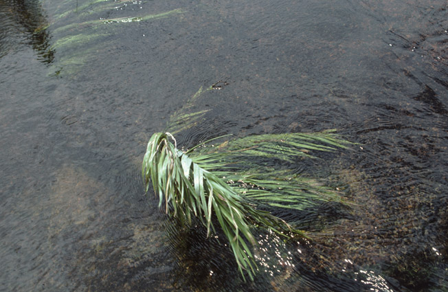 Ravenea musicalis - Palmpedia - Palm Grower's Guide