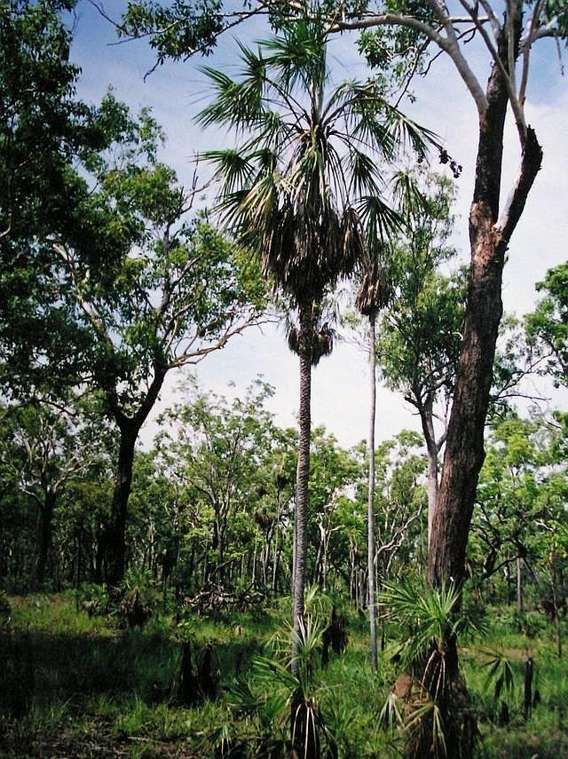 Livistona humilis - Palmpedia - Palm Grower's Guide