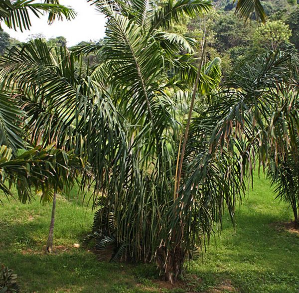 Attalea eichleri - Palmpedia - Palm Grower's Guide
