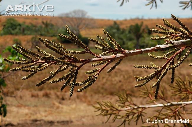 Tahina spectabilis - Palmpedia - Palm Grower's Guide
