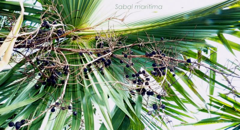 Sabal maritima - Palmpedia - Palm Grower's Guide