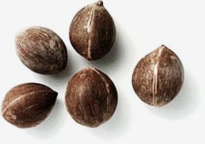 Syagrus ruschiana - Palmpedia - Palm Grower's Guide