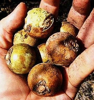 Acrocomia aculeata - Palmpedia - Palm Grower's Guide