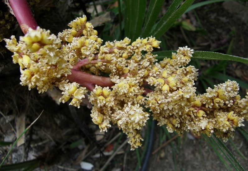 File:Chamhum0014.jpg - Palmpedia - Palm Grower's Guide