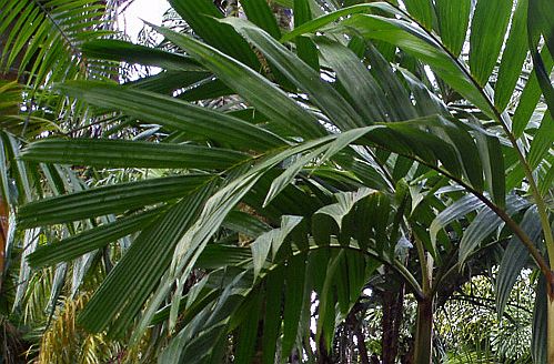 Pinanga javana - Palmpedia - Palm Grower's Guide