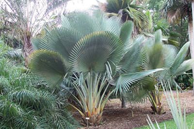 Copernicia fallaensis - Palmpedia - Palm Grower's Guide