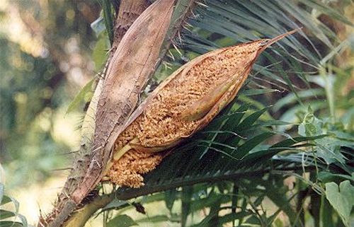 Daemonorops jenkinsiana - Palmpedia - Palm Grower's Guide