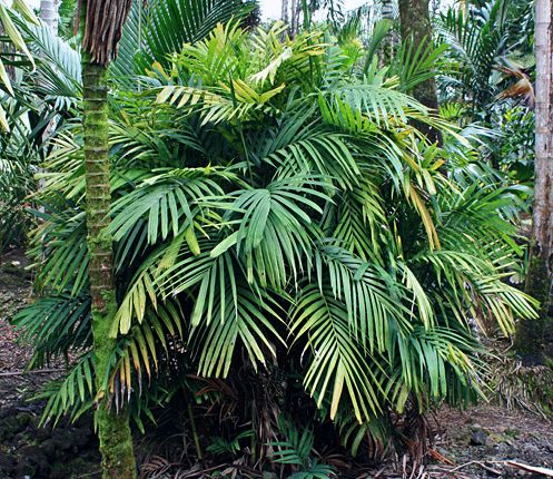 Pinanga watanaiana - Palmpedia - Palm Grower's Guide
