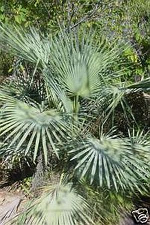 Brahea decumbens - Palmpedia - Palm Grower's Guide