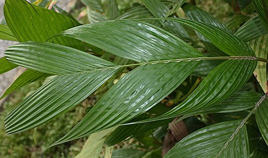 Pinanga subintegra - Palmpedia - Palm Grower's Guide