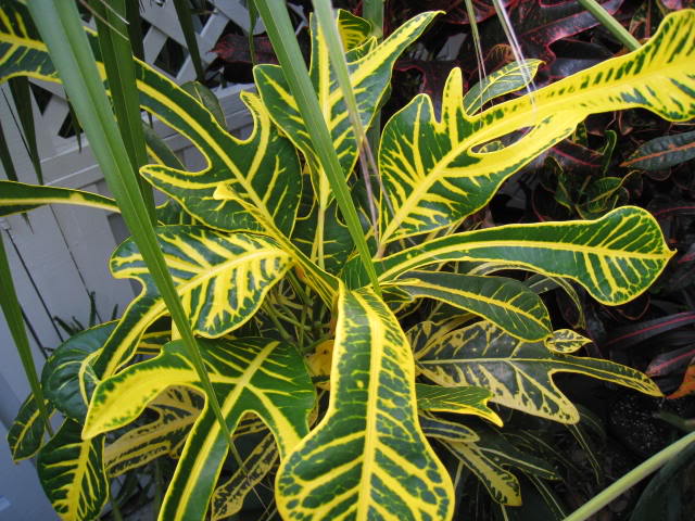 THREE TOES - Palmpedia - Palm Grower's Guide