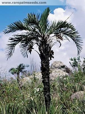 Syagrus glaucescens - Palmpedia - Palm Grower's Guide