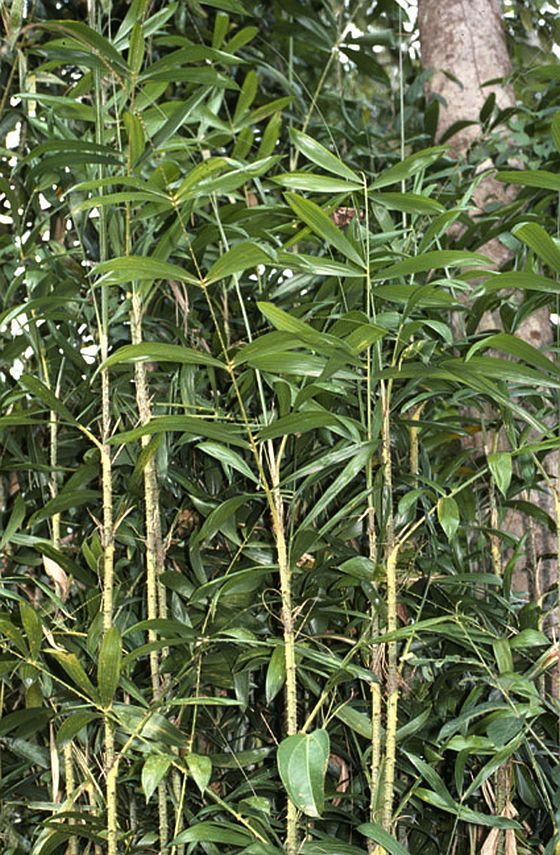 Calamus erioacanthus - Palmpedia - Palm Grower's Guide