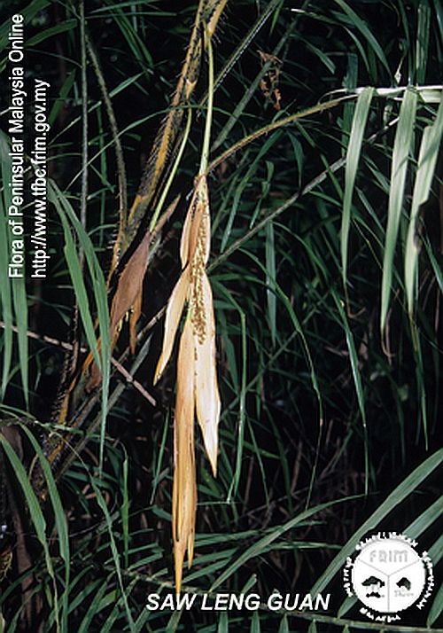 Daemonorops leptopus - Palmpedia - Palm Grower's Guide