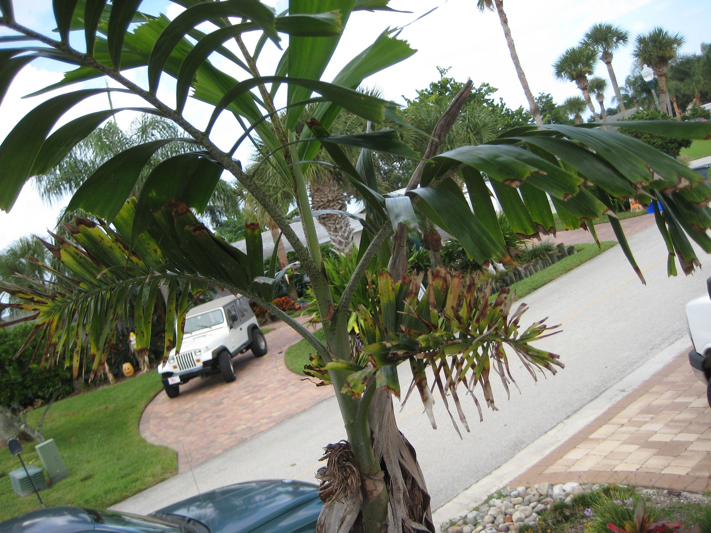 Foxtail recovery - DISCUSSING PALM TREES WORLDWIDE - PalmTalk