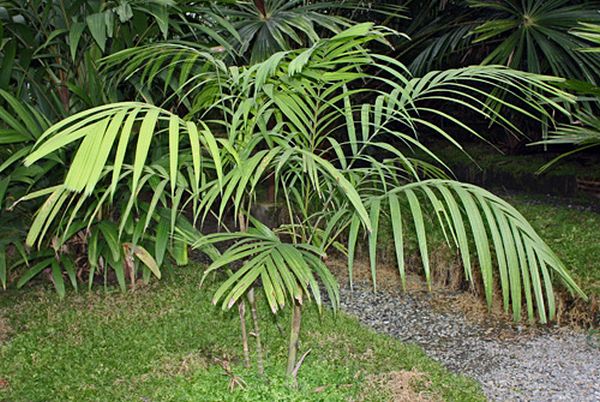 Pinanga fractiflexa - Palmpedia - Palm Grower's Guide