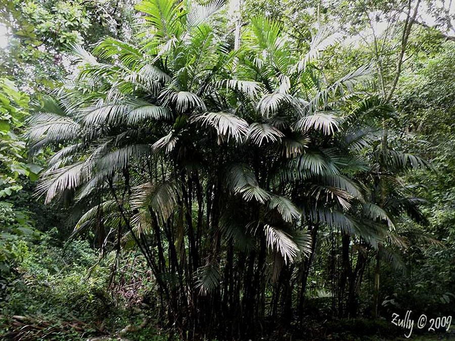 Bactris coloniata - Palmpedia - Palm Grower's Guide