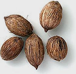 Syagrus yungasensis - Palmpedia - Palm Grower's Guide