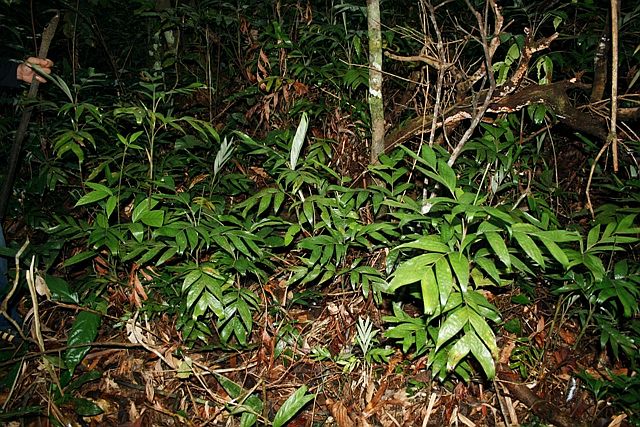 Pinanga subintegra - Palmpedia - Palm Grower's Guide