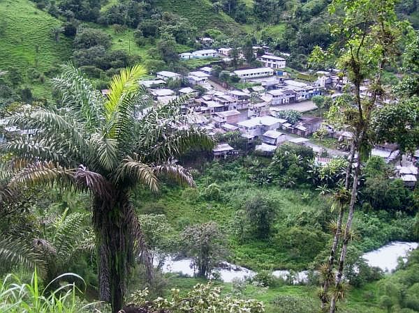 Phytelephas aequatorialis - Palmpedia - Palm Grower's Guide