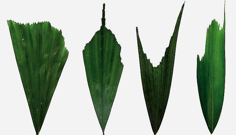 Ptychosperma cuneatum - Palmpedia - Palm Grower's Guide