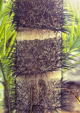 Bactris gasipaes - Palmpedia - Palm Grower's Guide