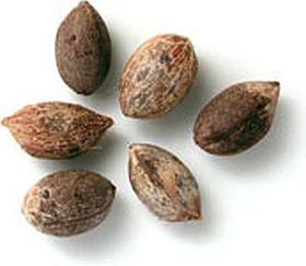 Butia purpurascens - Palmpedia - Palm Grower's Guide