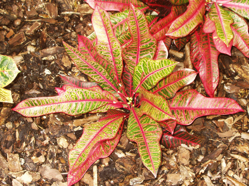 NERVIA - Palmpedia - Palm Grower's Guide