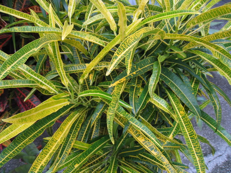 SUNRAY - Palmpedia - Palm Grower's Guide
